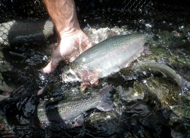 How to Fillet Trout | Outdoor Life