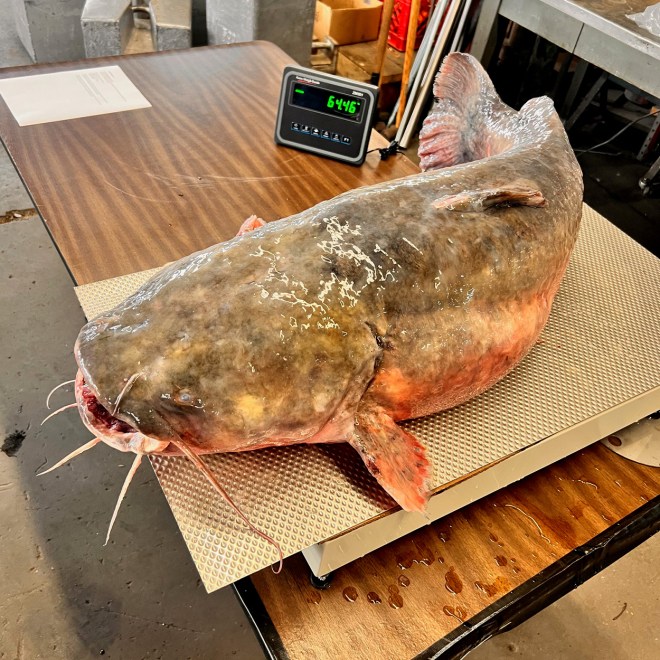Bowfisherman Wrestles Record Catfish from a Creek | Outdoor Life