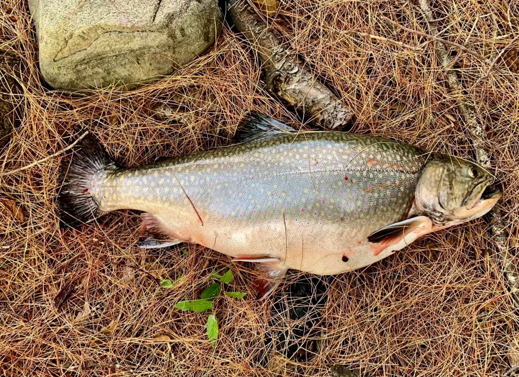 Canoe Tripper Catches, Preserves Record Trout in the Backcountry ...
