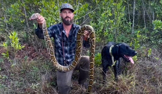 America's Most Famous Python Dog Dies Mid-Hunt. But His Bloodline Lives ...
