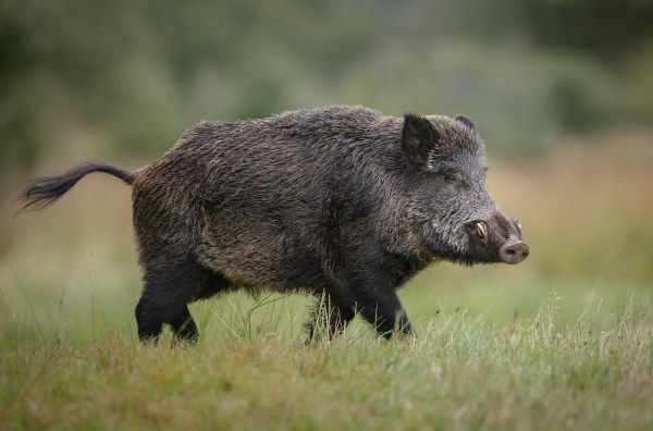 Everything You Didn't Need to Know About the Pig Sting at Ted Nugent's ...