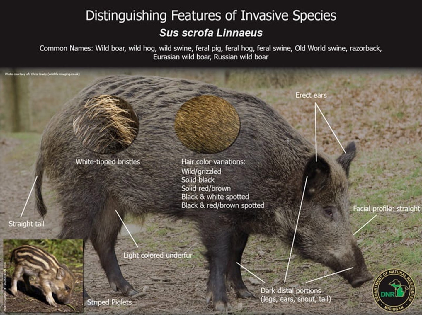 Everything You Didn't Need to Know About the Pig Sting at Ted Nugent's ...
