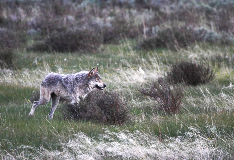 Colorado Suspends Trapping After a Wolf Tripped a Coyote Trap at a ...