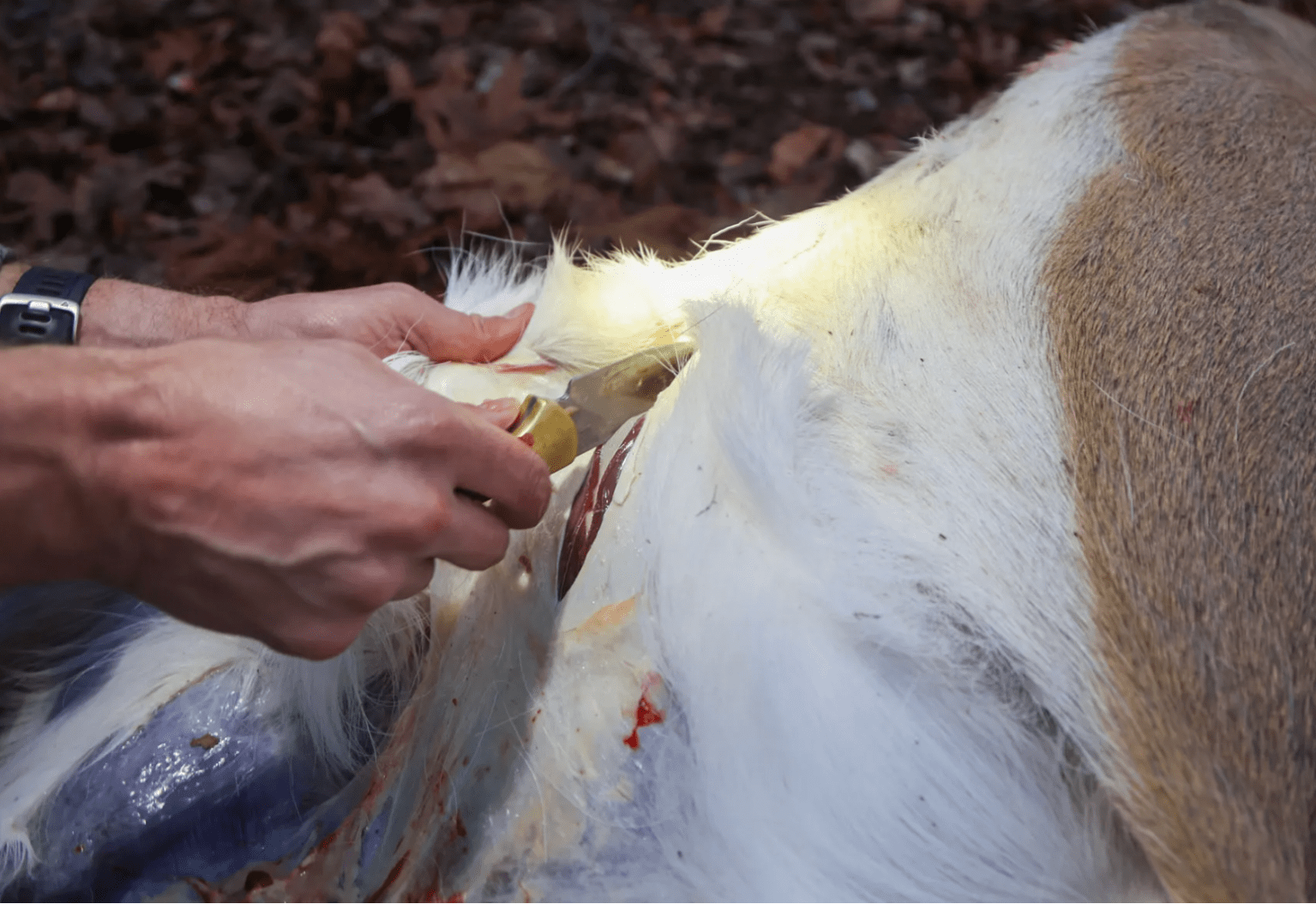 9 Expert Field Dressing Tips That Will Make Gutting a Deer Much Easier ...