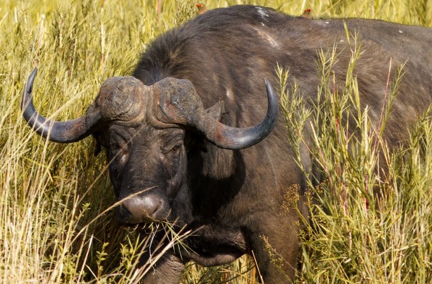 The Recent Death of an American Hunter Highlights the Dangers of Cape ...