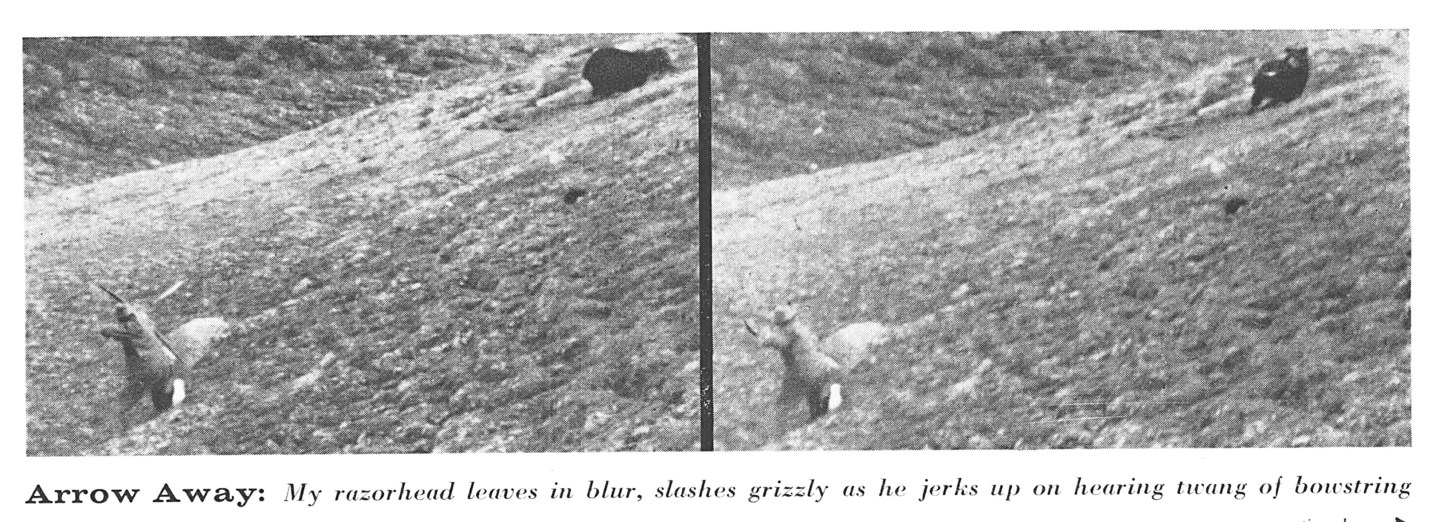 Video: Fred Bear Hunts His First Grizzly, with the Legendary Razorhead ...