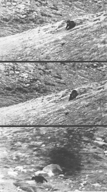 Video: Fred Bear Hunts His First Grizzly, with the Legendary Razorhead ...