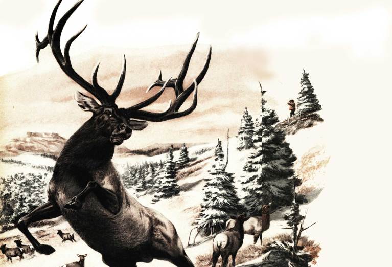 The Legendary Hunt for the Mercer Bull, One of the Biggest Elk Ever ...
