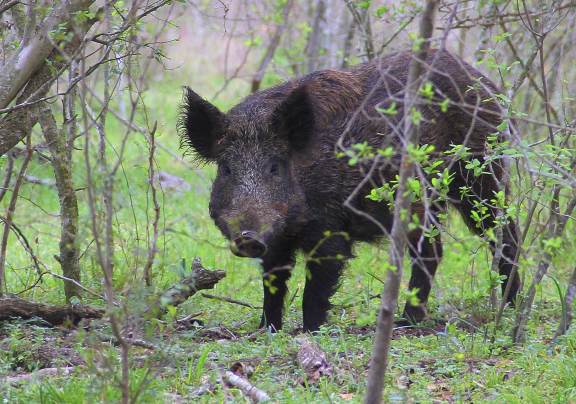 Where to Hunt Hogs: 5 Best States for DIY Pig Hunts | Outdoor Life