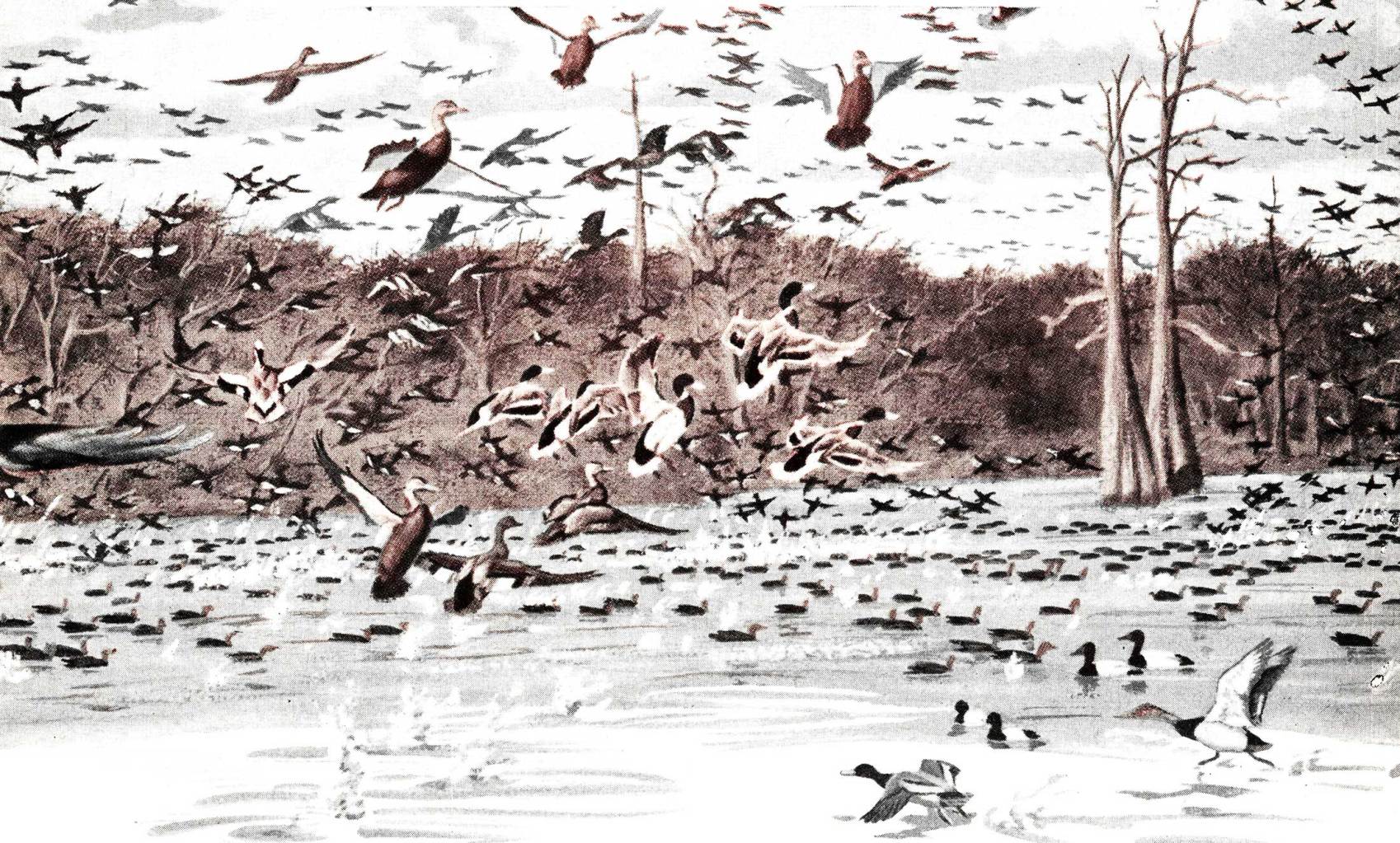 Nash Buckingham Once Shot a 25-Black-Duck Limit (and 8 Geese) During ...