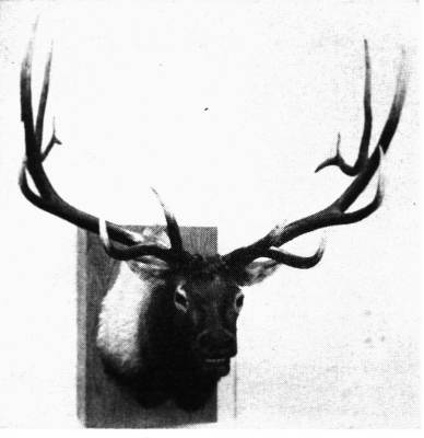 The Legendary Hunt for the Mercer Bull, One of the Biggest Elk Ever ...