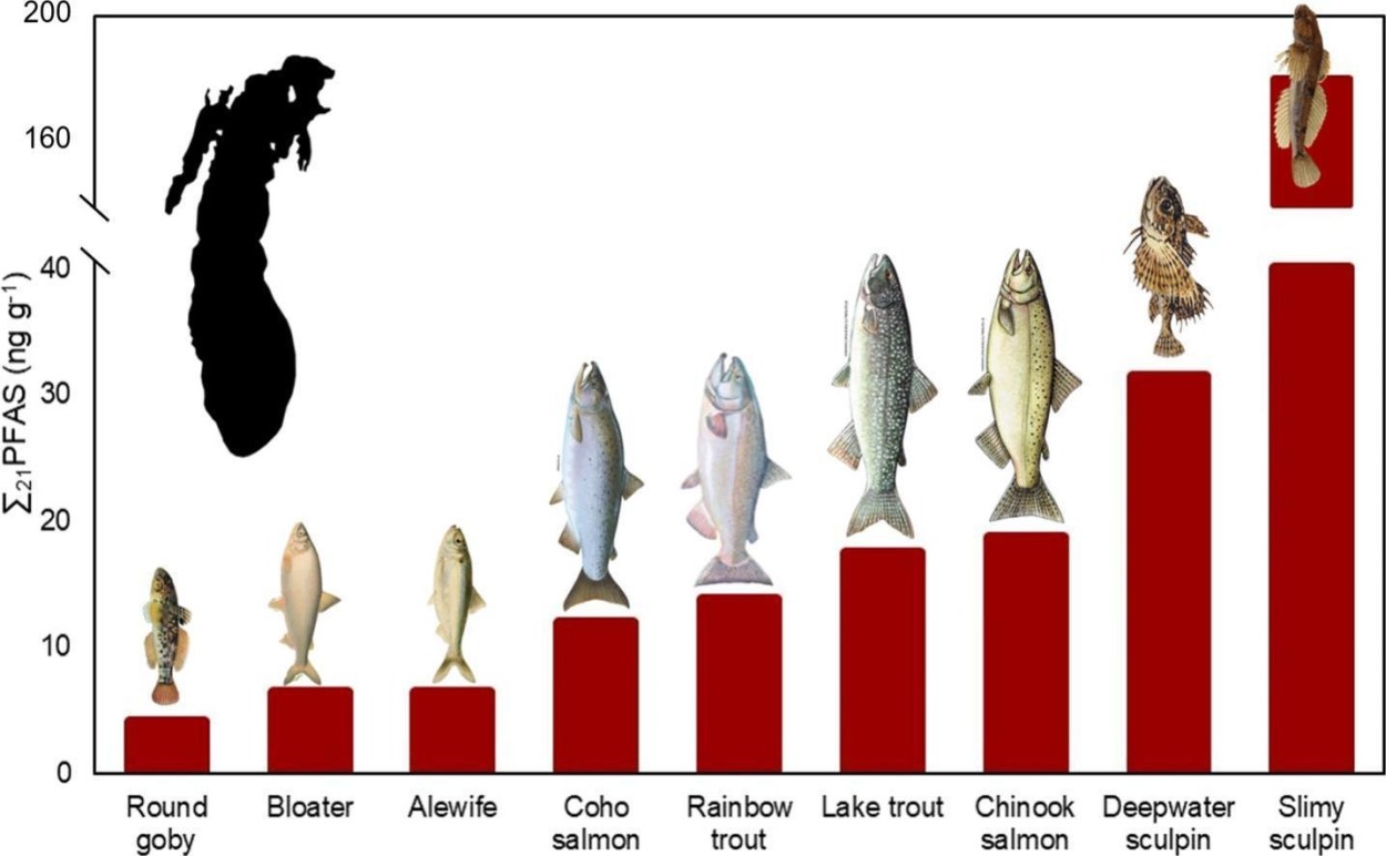Forever Chemicals Are in Your Wild Fish and Game. You Should Eat It Anyway