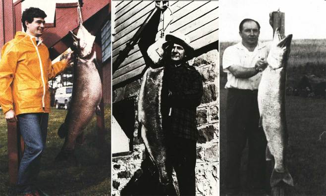 Giant Muskie Caught and Released in Green Bay Is a New Wisconsin Record ...