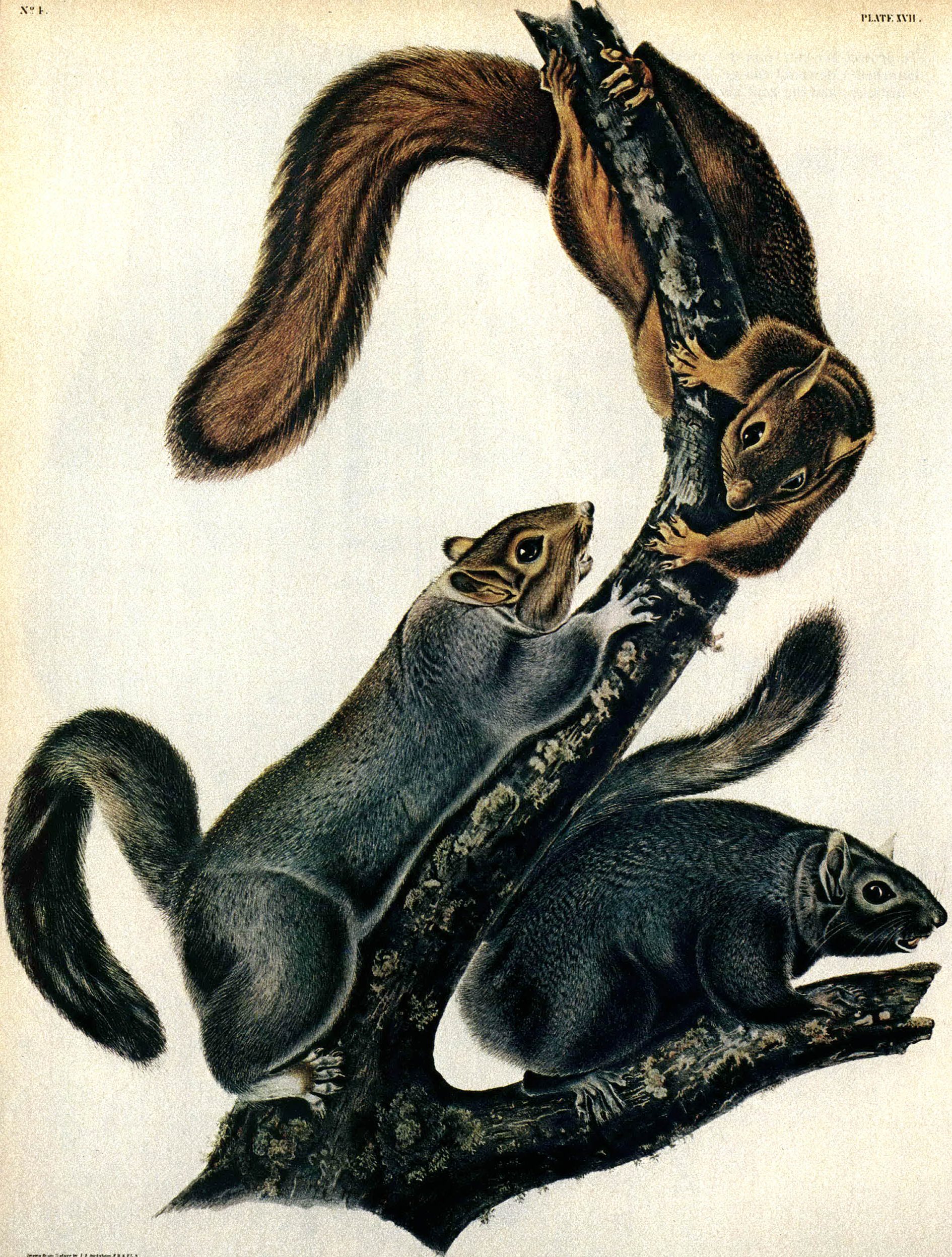 My Perfect Hunt Is Sneaking Up on Fox Squirrels — Barefoot | Outdoor Life