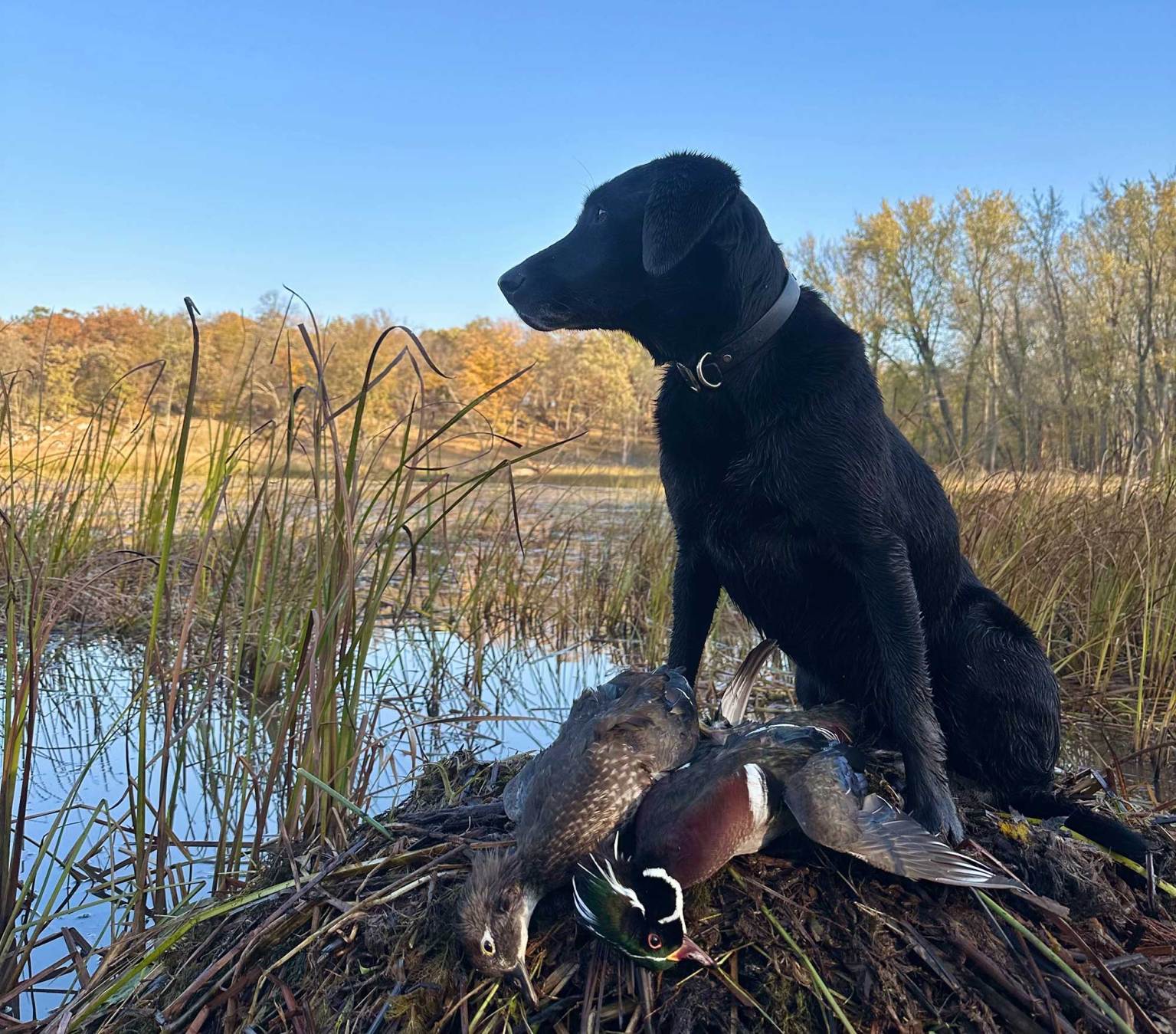 Where to Hunt Ducks: 4 Underrated States for Freelance Waterfowlers ...