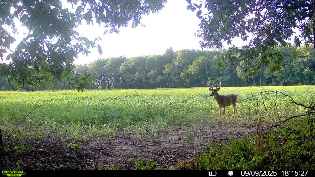 The Best Cellular Trail Cameras, Tested and Reviewed
