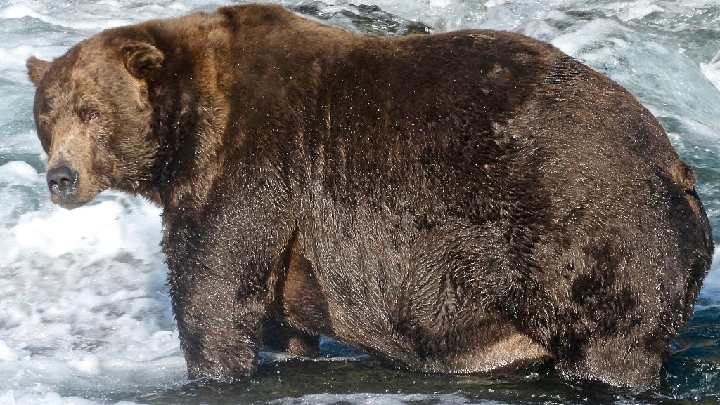9 Photos of Alaska's Enormous 'Fat Bear Week' Champs | Outdoor Life