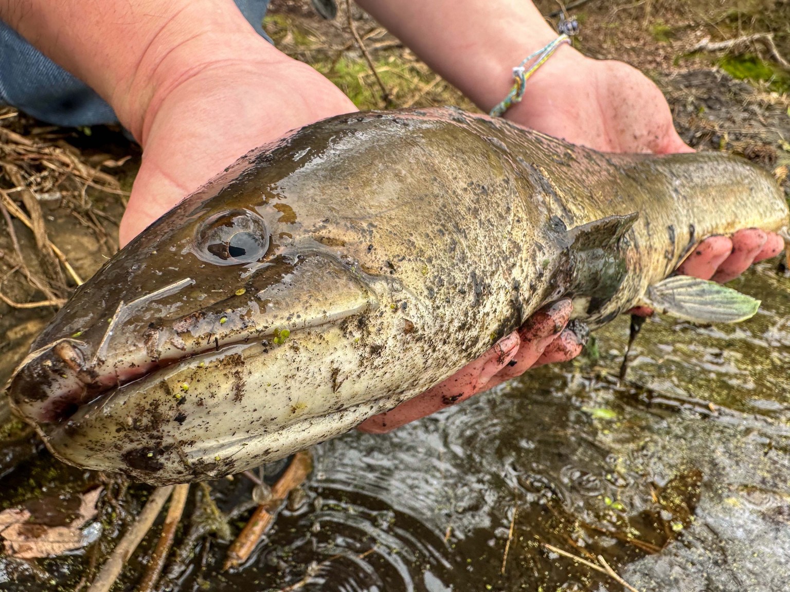 Quick Strike Podcast: This Is the Secret to Catching More Bowfin | Outdoor Life