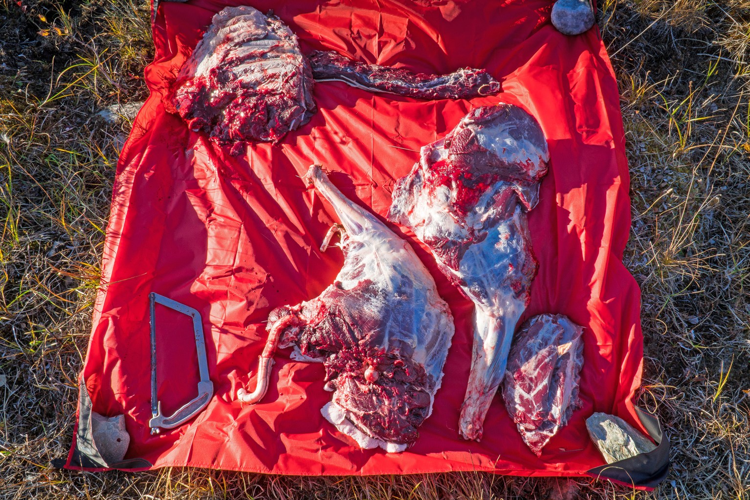 Old-School Tips and Traditional Knowledge for Field Dressing Big Game ...