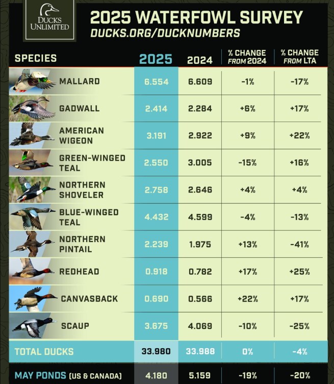 Pintail Numbers Increase, Mallards Are Stable, and Other Takeaways from ...