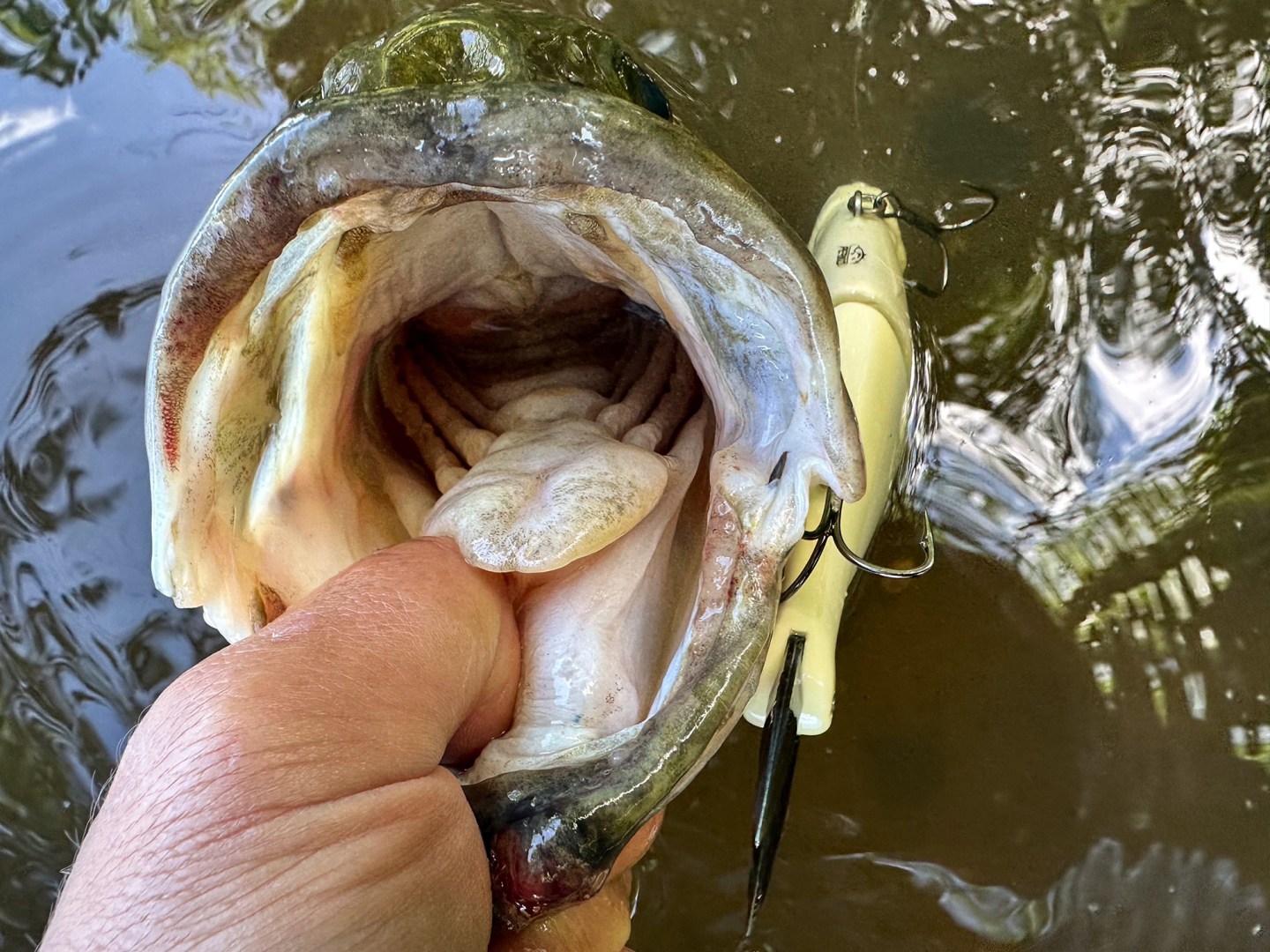 Quick Strike Podcast: Understanding Lake Turnover Can Rescue Your Fall ...