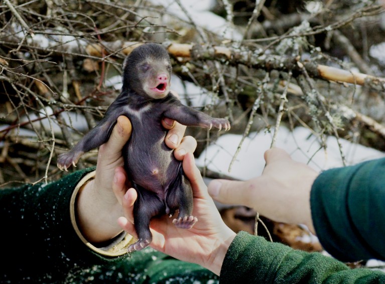 13 Weird and Wonderful Wildlife Photos from a Day in the Life of a ...