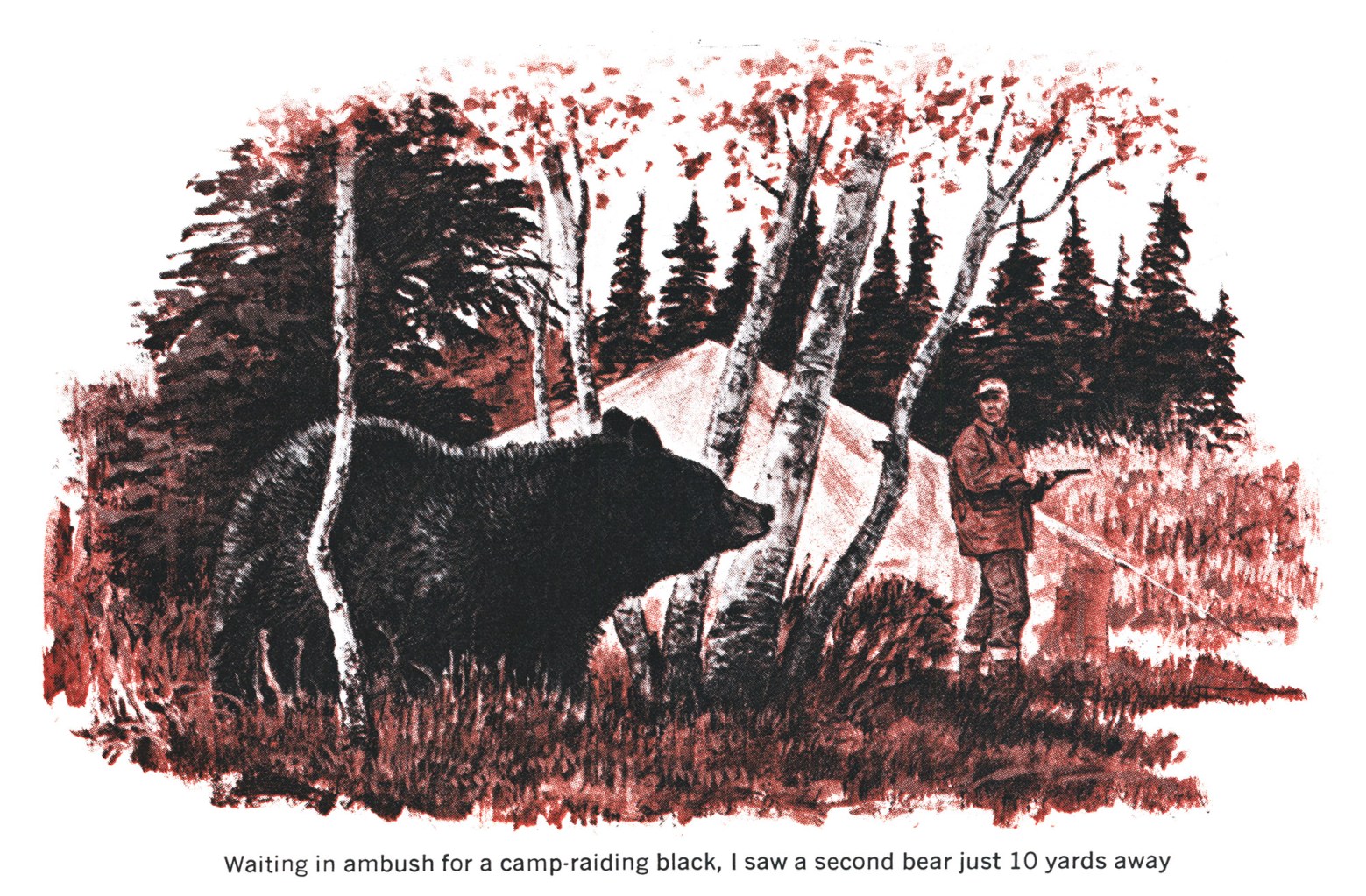 I’ve Lived in Bear Country My Whole Life. Here’s What Happens When ...