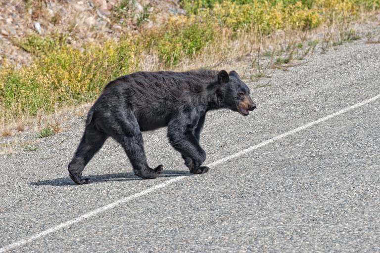 'It's Just Unheard Of.' Arkansas Just Had Its First Black Bear Attack ...