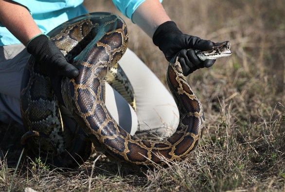 Can You Make a Living Hunting Pythons? We Asked Florida’s Invasive ...