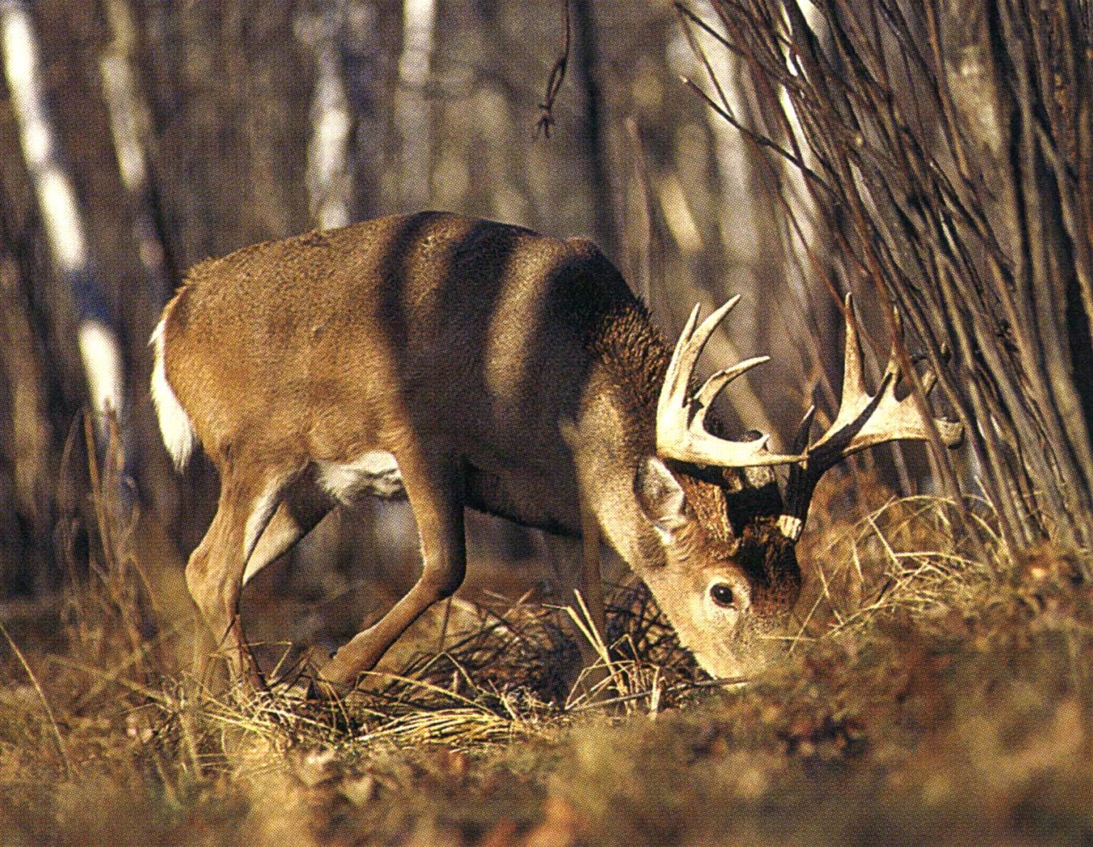 The 20 Biggest Myths in Deer Hunting | Outdoor Life