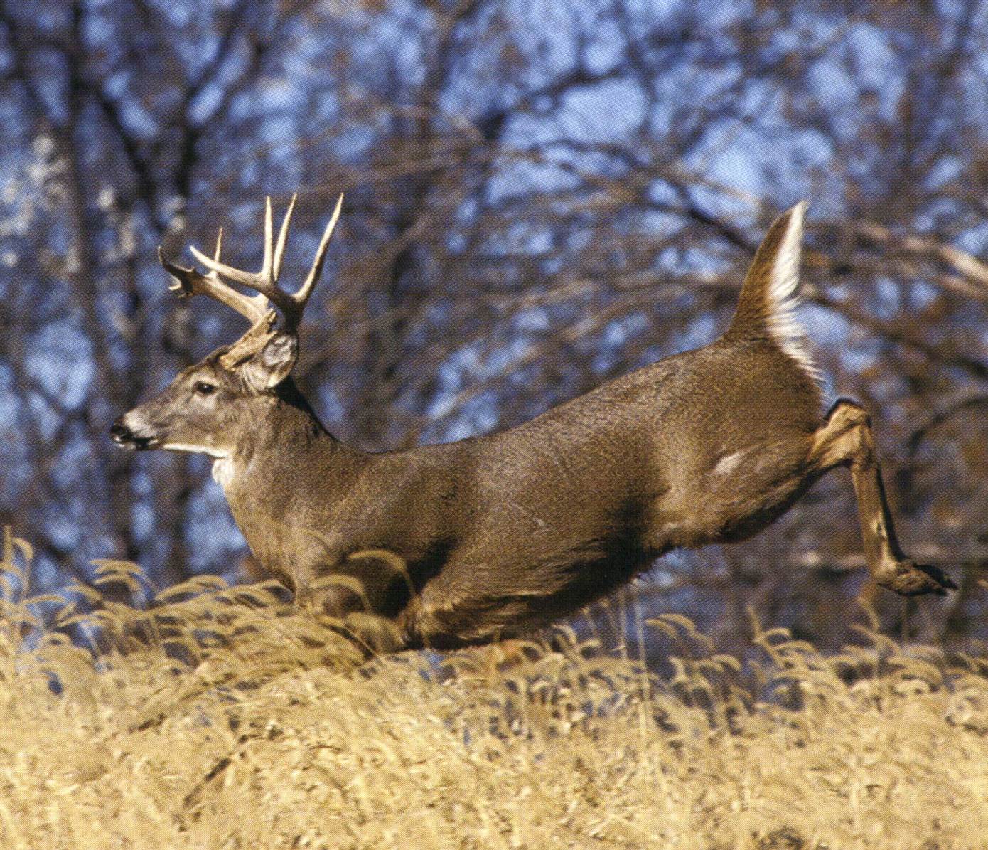 The 20 Biggest Myths in Deer Hunting | Outdoor Life