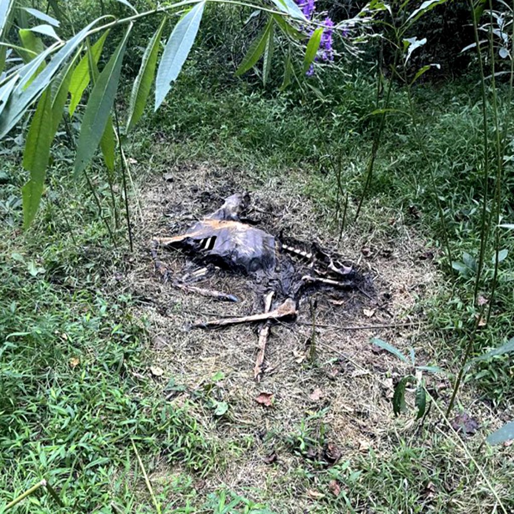 Ohio's EHD Outbreak Worsens as Officials Consider Tag Cuts and Hunters ...