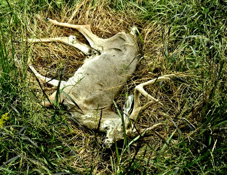 'Death Is in the Air.' This Drone Pilot and Deer Tracker Is Uncovering ...