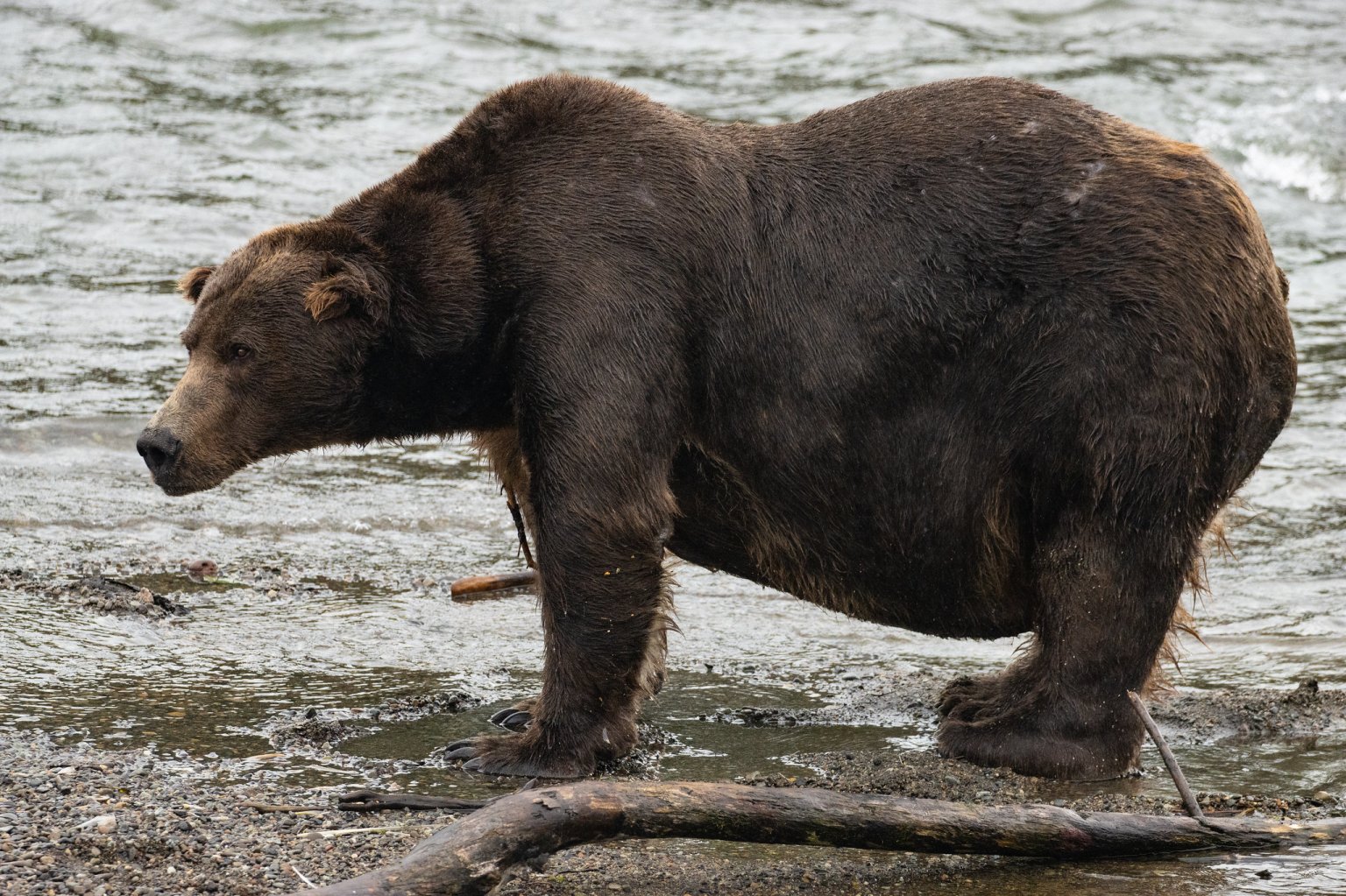9 Photos of Alaska's Enormous 'Fat Bear Week' Champs | Outdoor Life