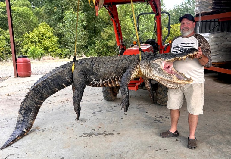 'It About Snatched Me Out of the Boat.' Hunters Tag Giant Gator That's ...