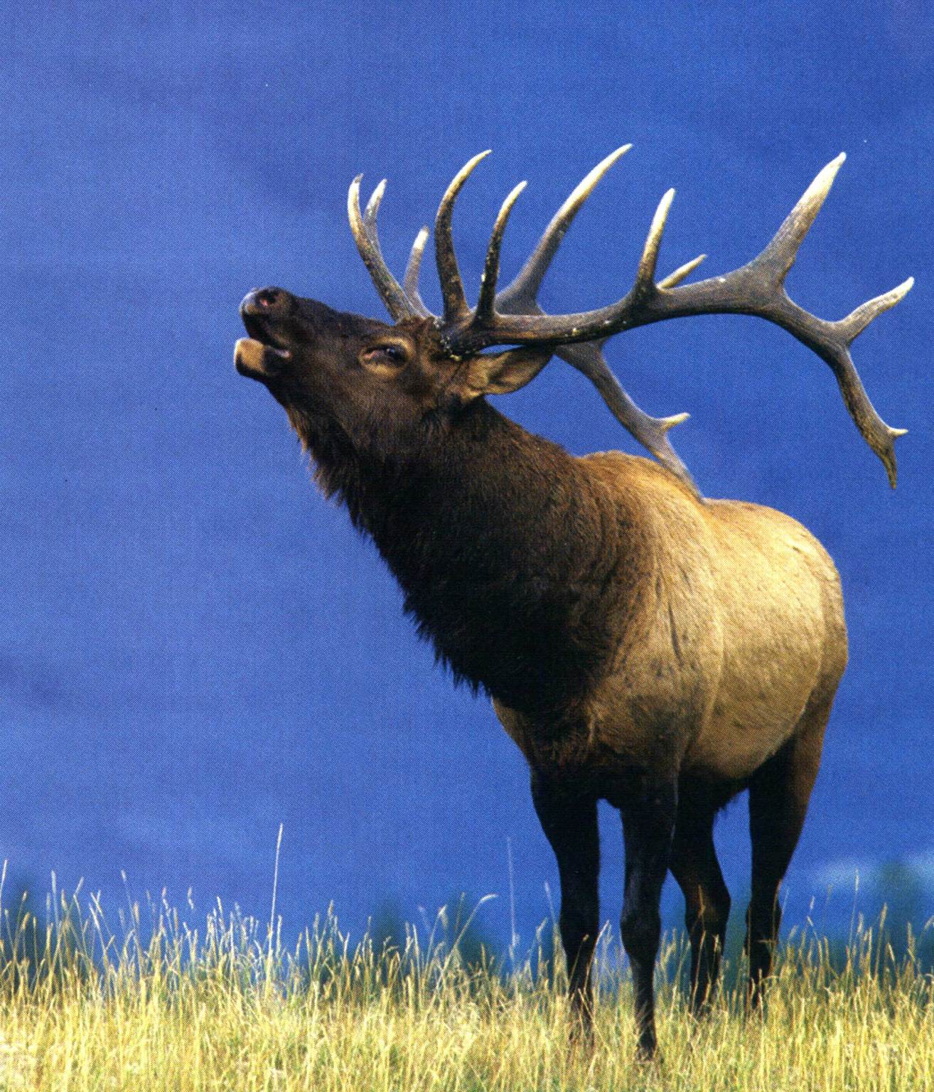 Elk Hunting With the Crowds: Expert Tips for Punching a Tag During the ...