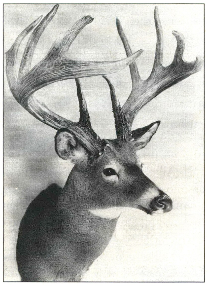 The Hunt for the Ed Koberstein Buck, a World-Record Contender That Lost ...