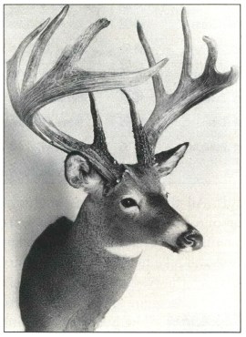 The Hunt for the Ed Koberstein Buck, a World-Record Contender That Lost ...