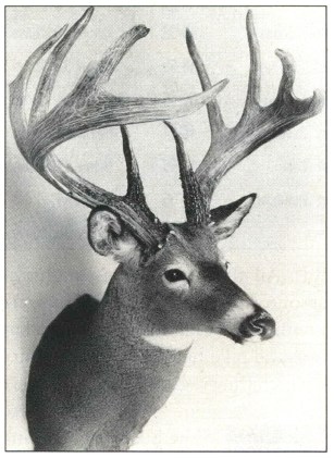 The Hunt for the Ed Koberstein Buck, a World-Record Contender That Lost ...