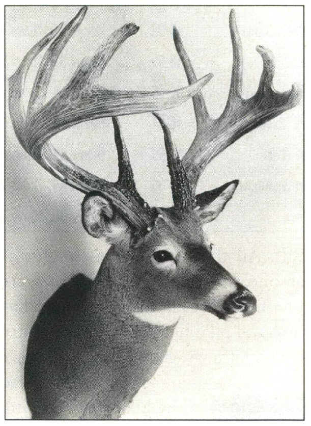 The Hunt for the Ed Koberstein Buck, a World-Record Contender That Lost ...
