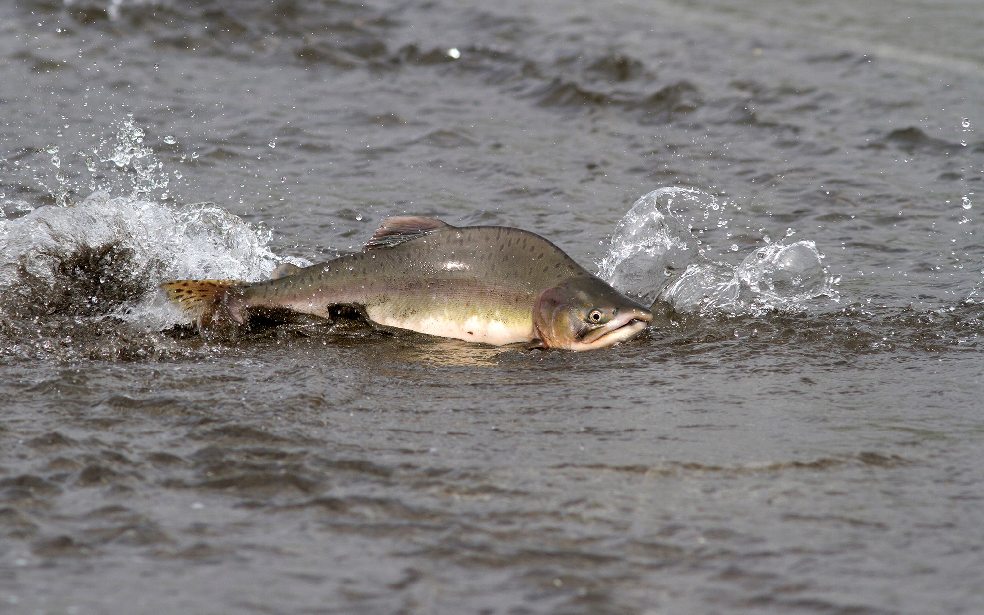 Fisherman Stripped of His Salmon Record Because of This Odd ...