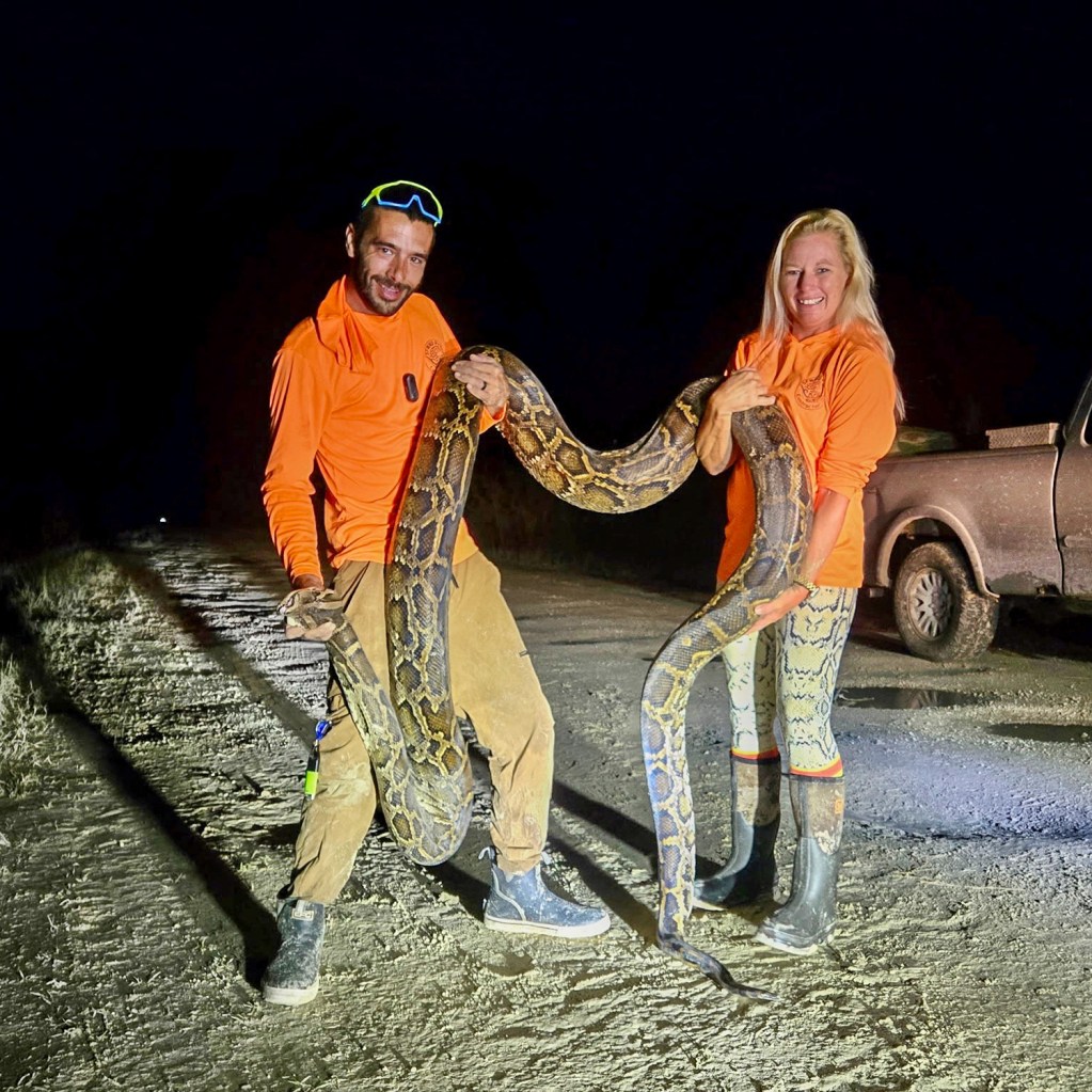 Can You Make a Living Hunting Pythons? We Asked Florida’s Invasive ...