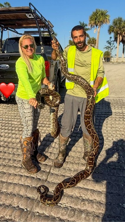 Can You Make a Living Hunting Pythons? We Asked Florida’s Invasive ...