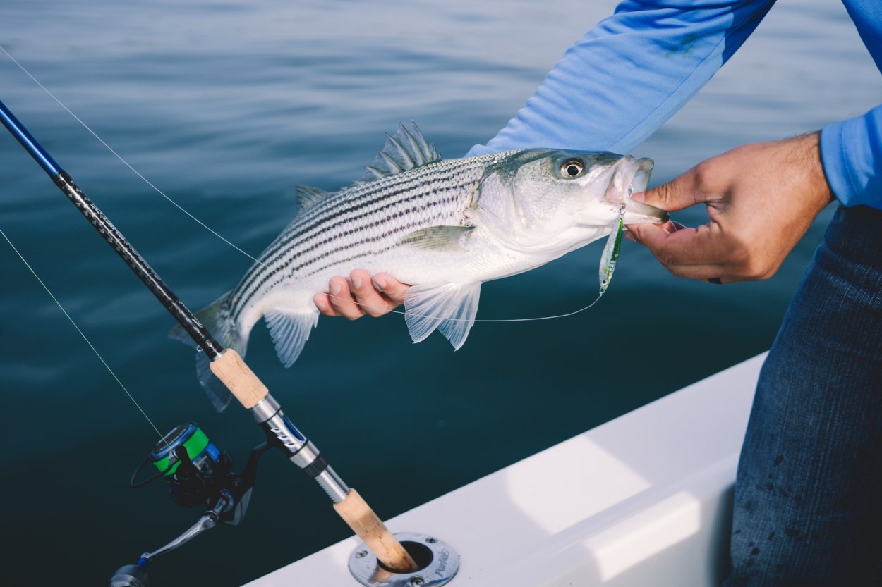 Where Are All the Striped Bass? A Biologist Forecast for Your New ...