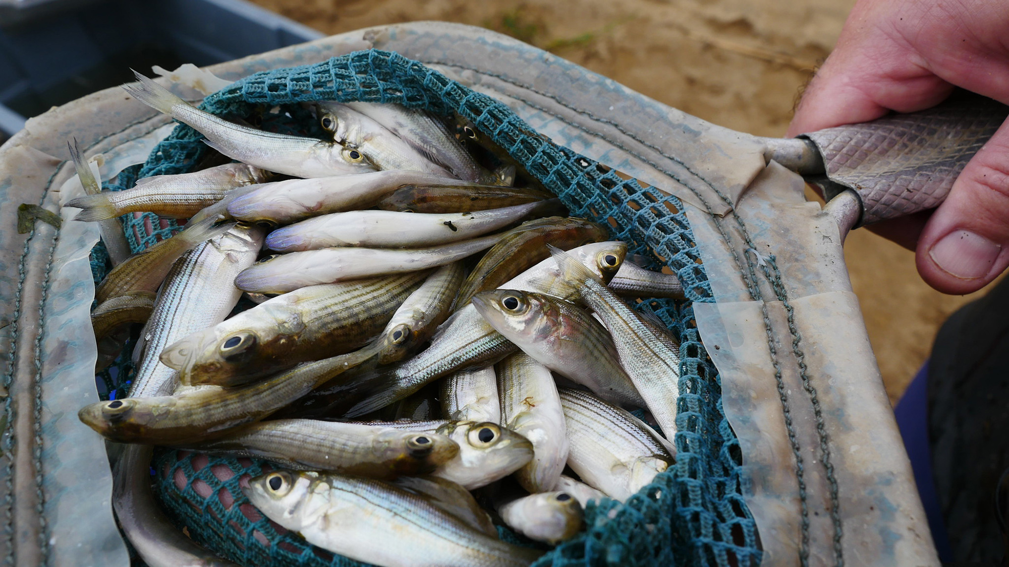 Where Are All the Striped Bass? A Biologist Forecast for Your New ...