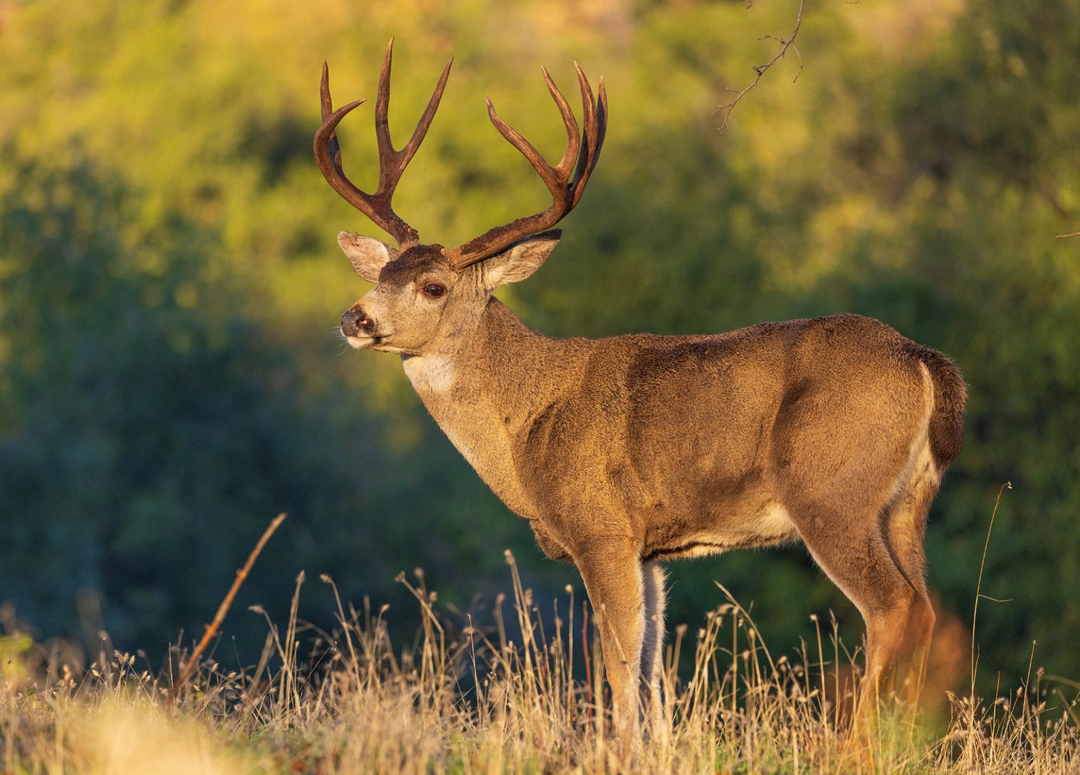 Columbia Blacktails Are the Toughest Deer to Hunt | Outdoor Life