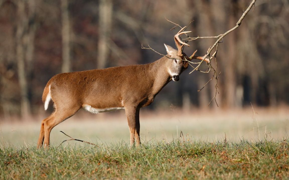 Where to Kill a Buck This Weekend: Target These Key Food Sources and ...