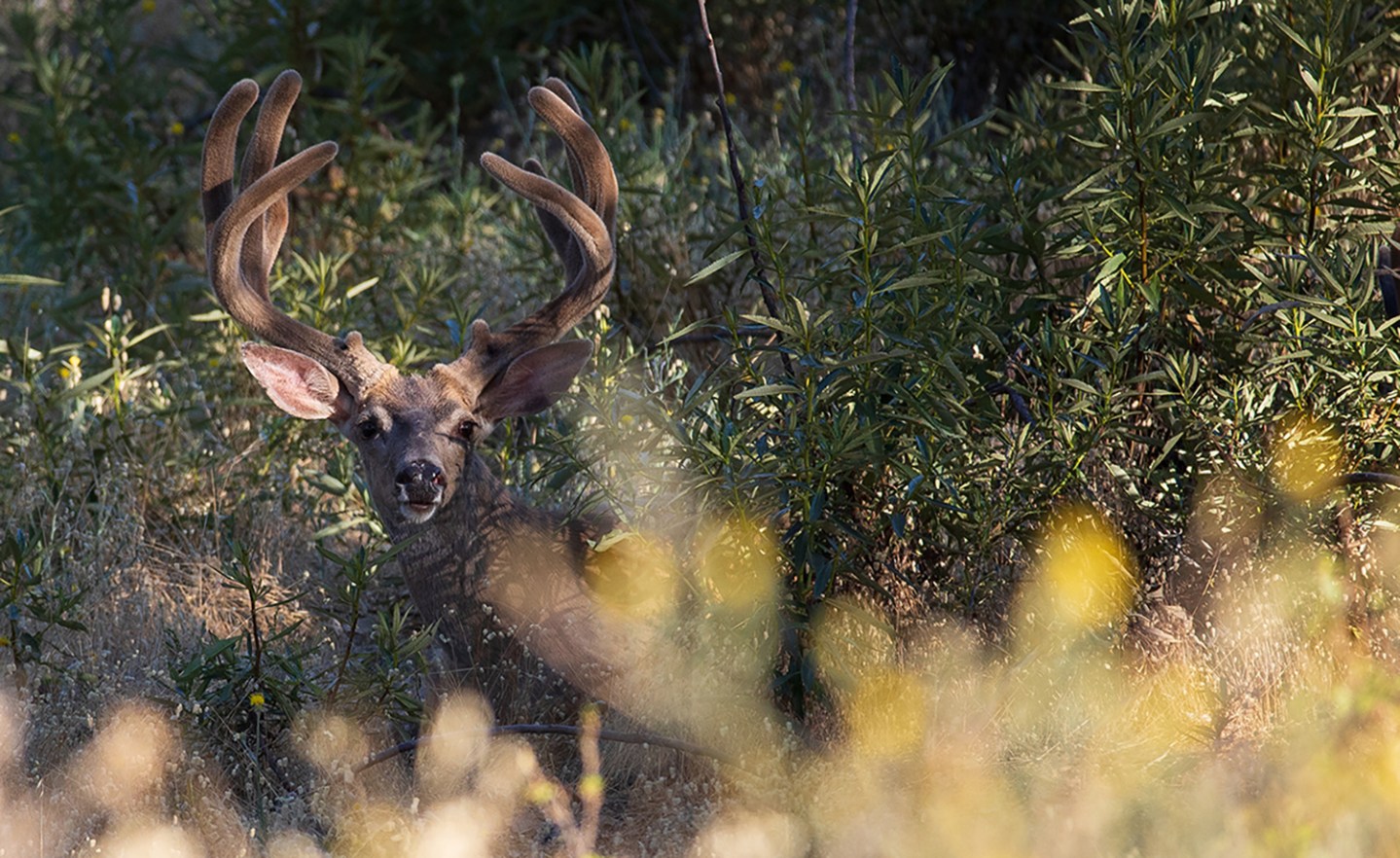 Columbia Blacktails Are the Toughest Deer to Hunt | Outdoor Life