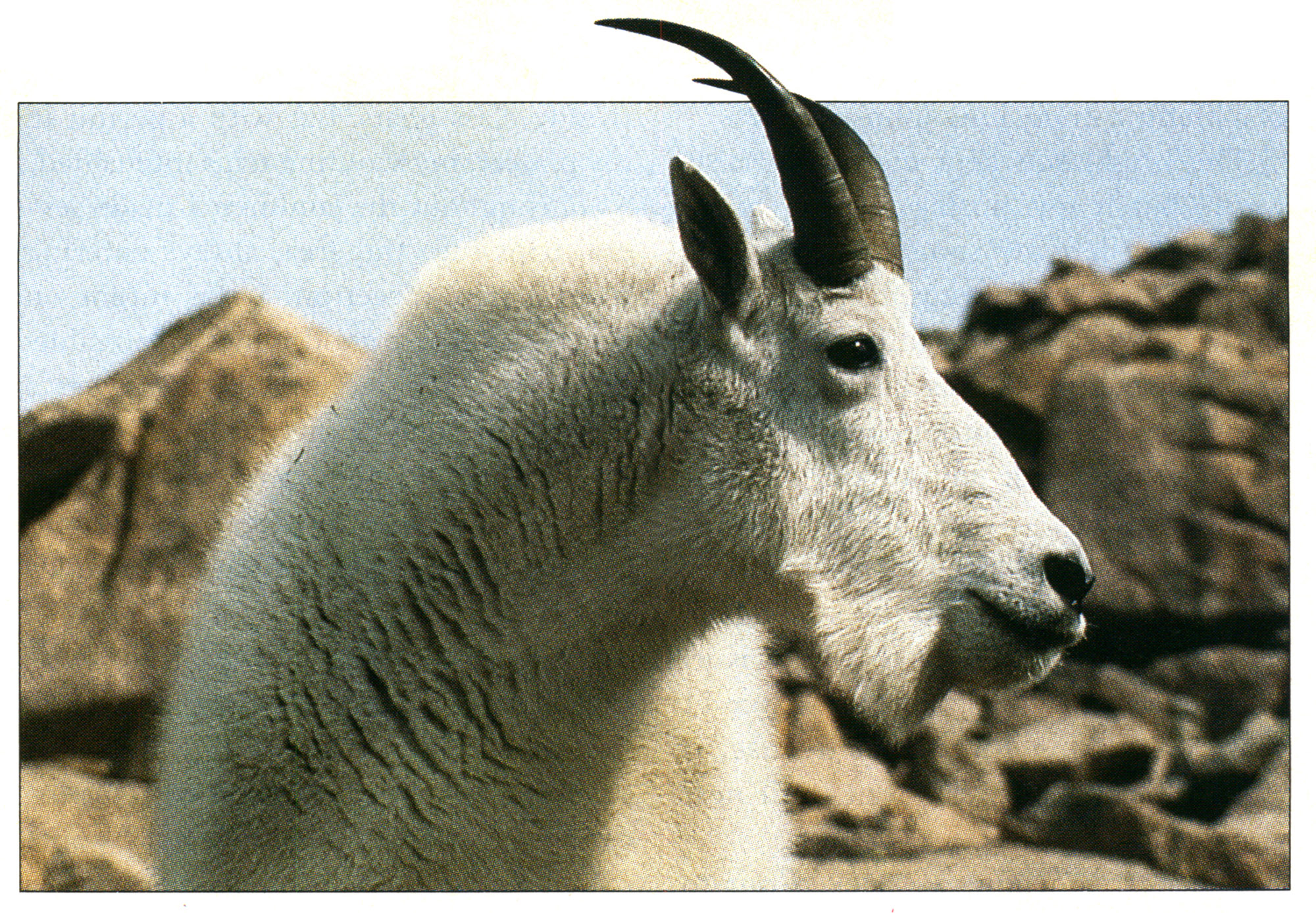 I Used My Old-School Mountain Bike to Hunt My Archery World-Record ...