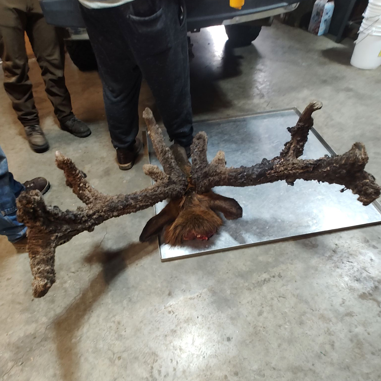 Hunter's "Once in a Lifetime" Elk Has a Wild-Looking Cactus Rack ...